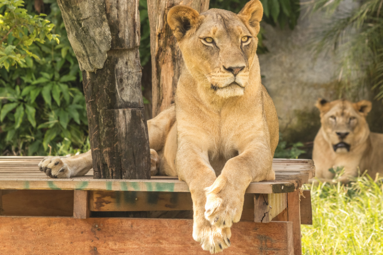 Songkhla Zoo - Tai Gun Shooting